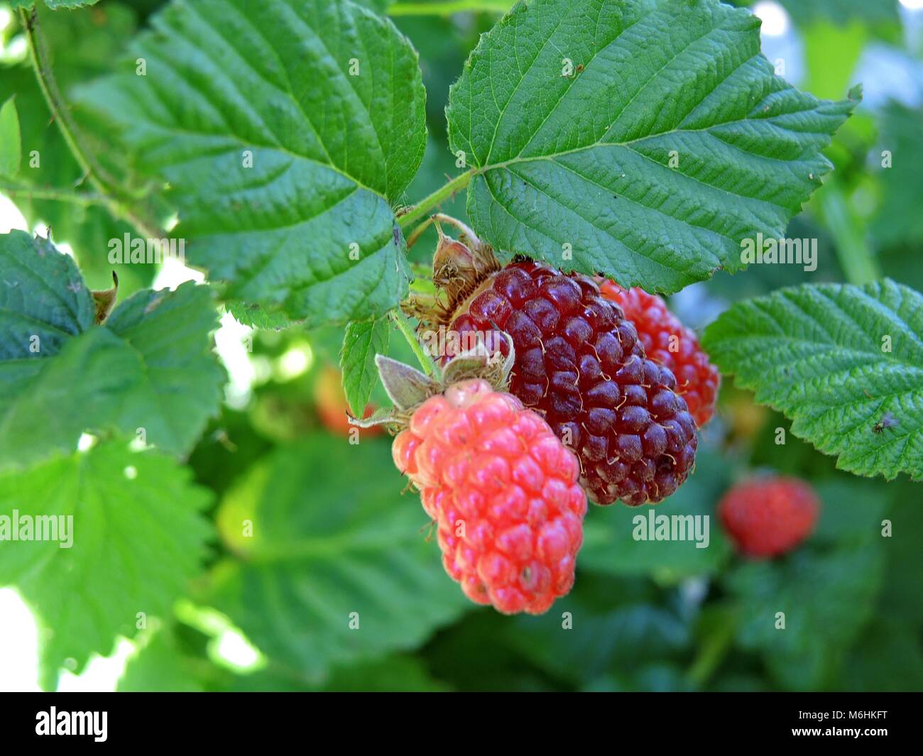Tayberries hi-res stock photography and images - Alamy