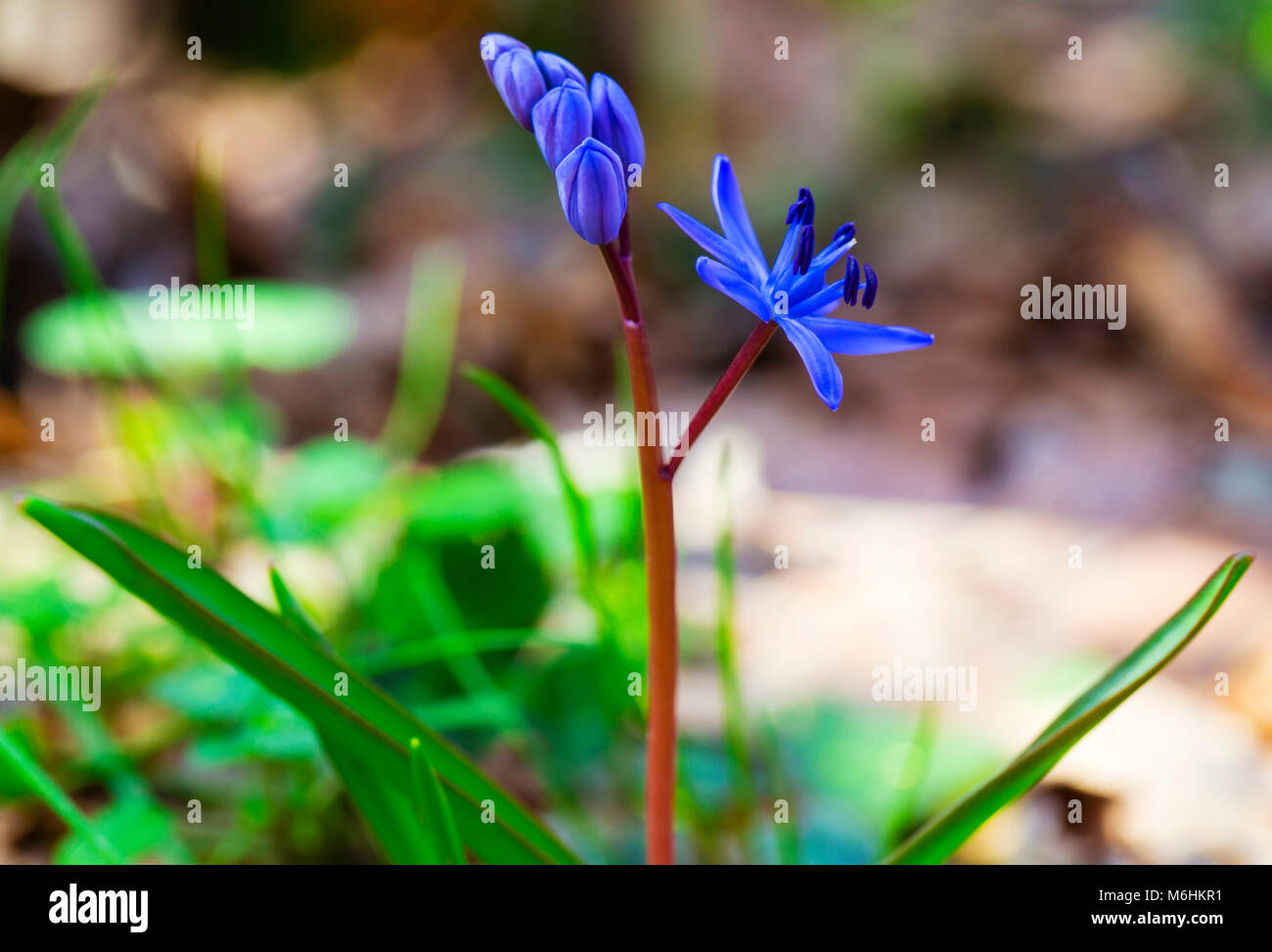 Beautiful blue squill closeup Stock Photo - Alamy