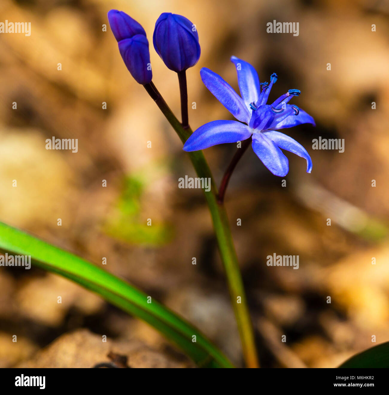 Beautiful blue squill closeup Stock Photo - Alamy