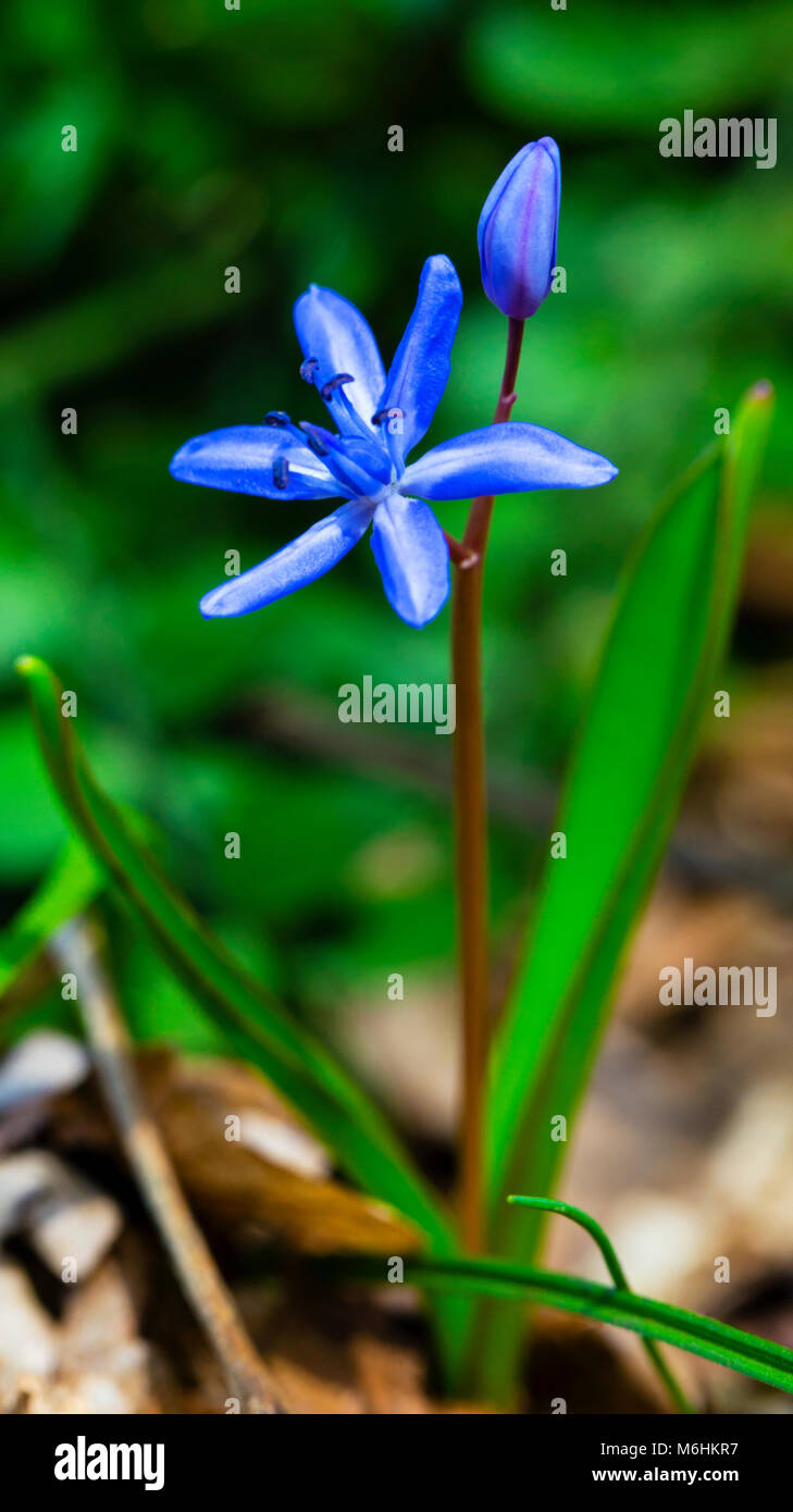 Beautiful blue squill closeup Stock Photo - Alamy