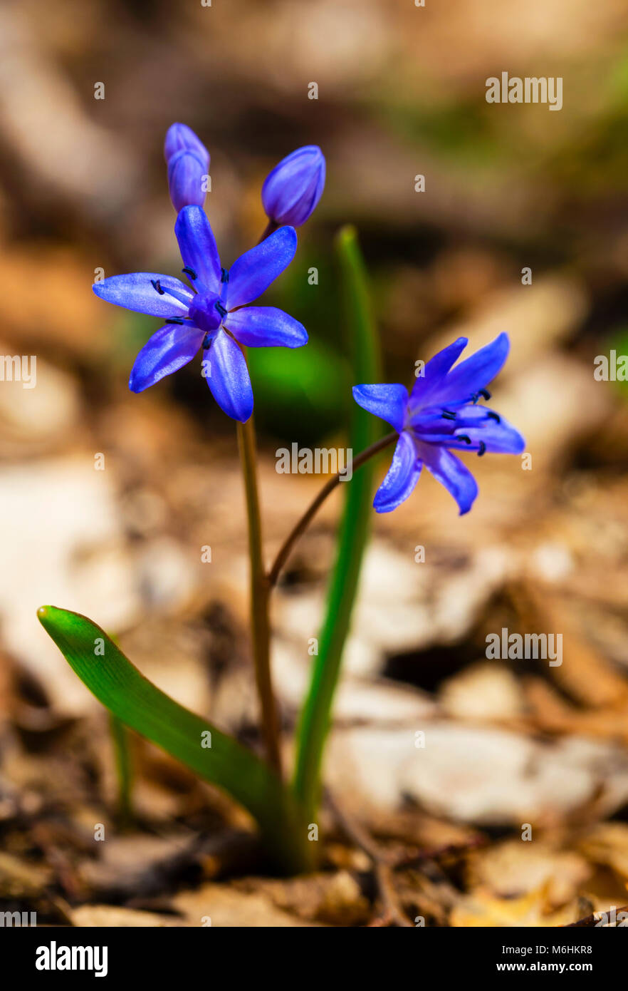 Beautiful blue squill closeup Stock Photo - Alamy
