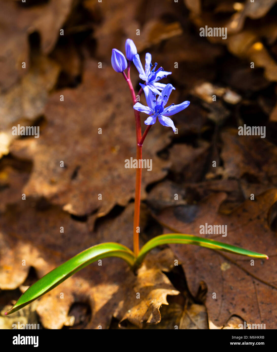Beautiful blue squill closeup Stock Photo - Alamy