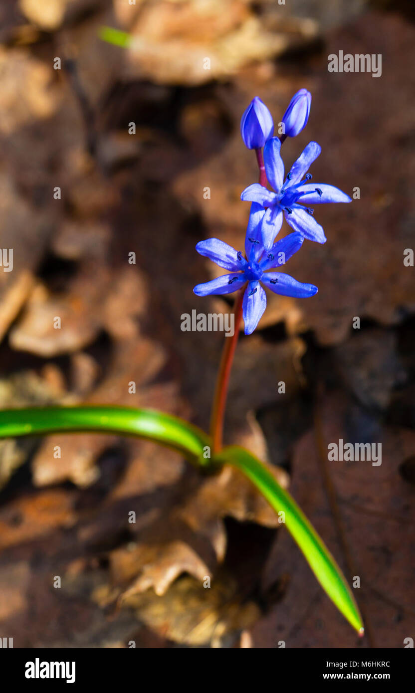 Beautiful blue squill closeup Stock Photo - Alamy