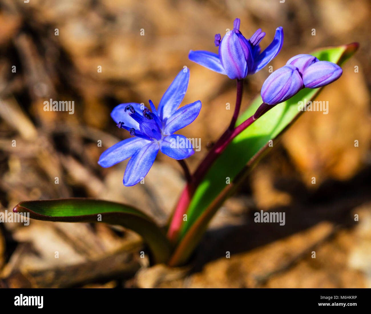Beautiful blue squill closeup Stock Photo - Alamy