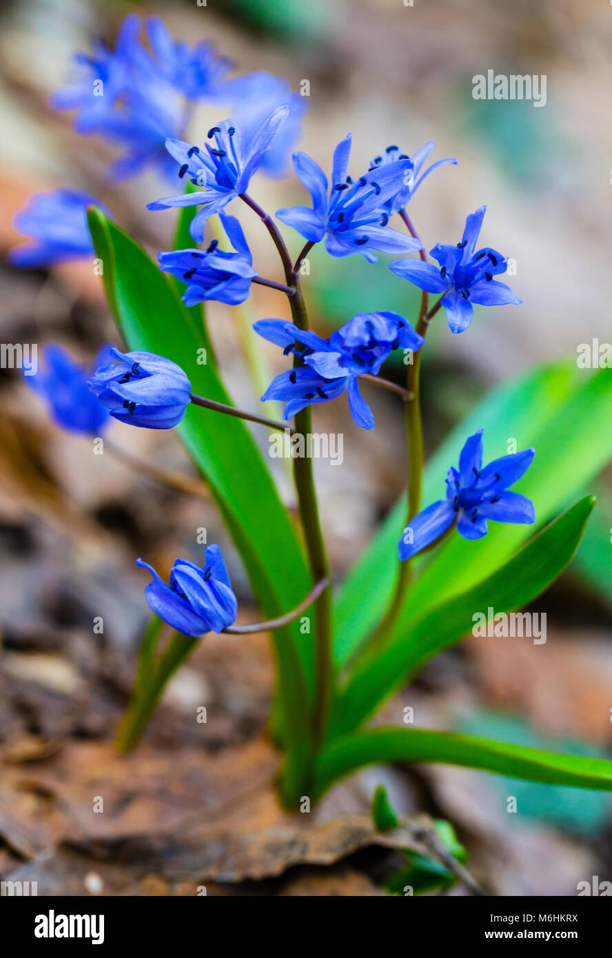 Beautiful blue squill closeup Stock Photo - Alamy