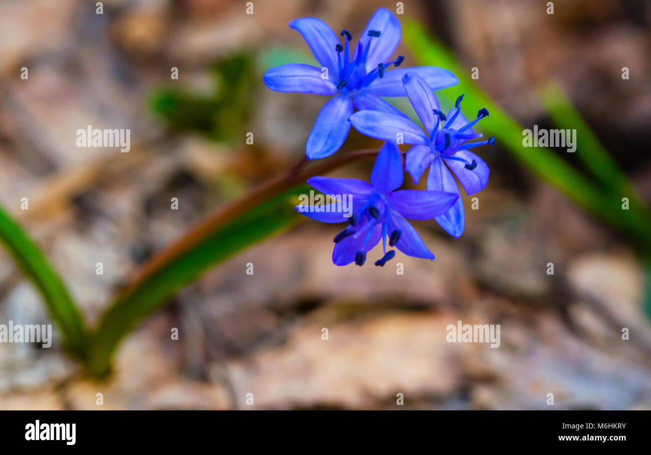 Beautiful blue squill closeup Stock Photo - Alamy
