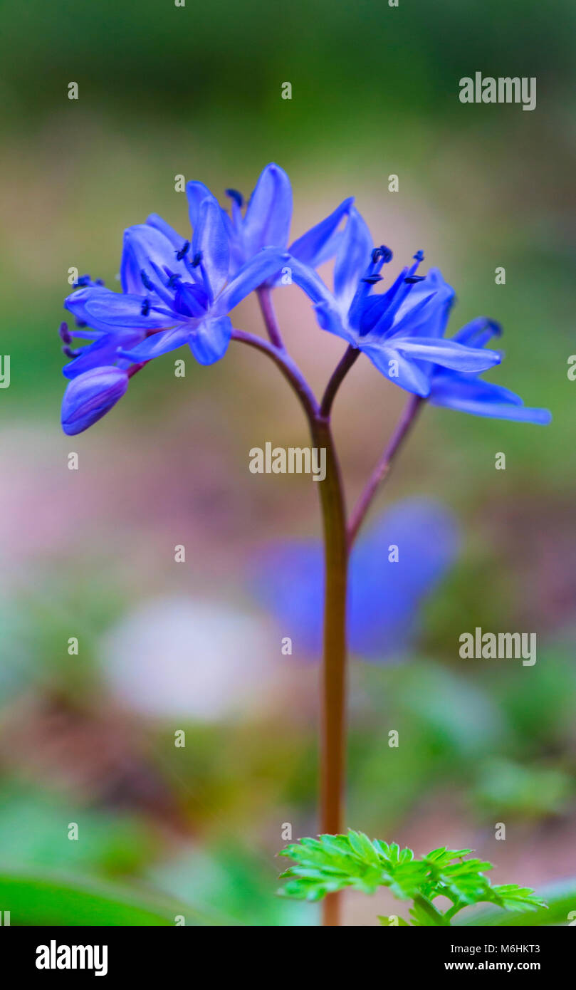 Beautiful blue squill closeup Stock Photo - Alamy