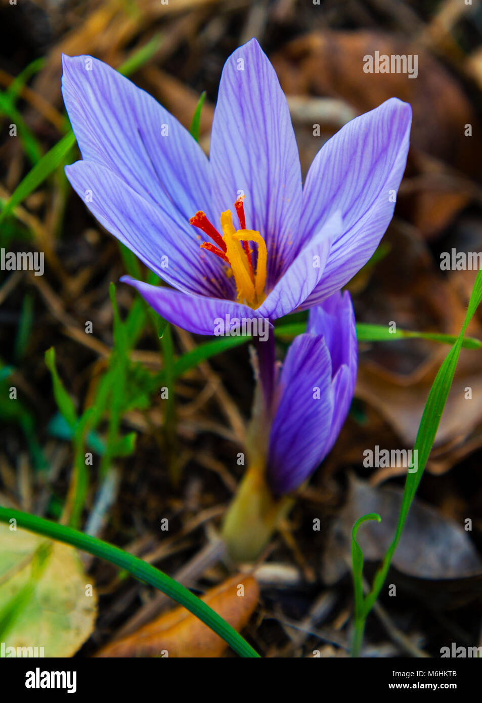 Beautiful blue crocus closeup Stock Photo - Alamy
