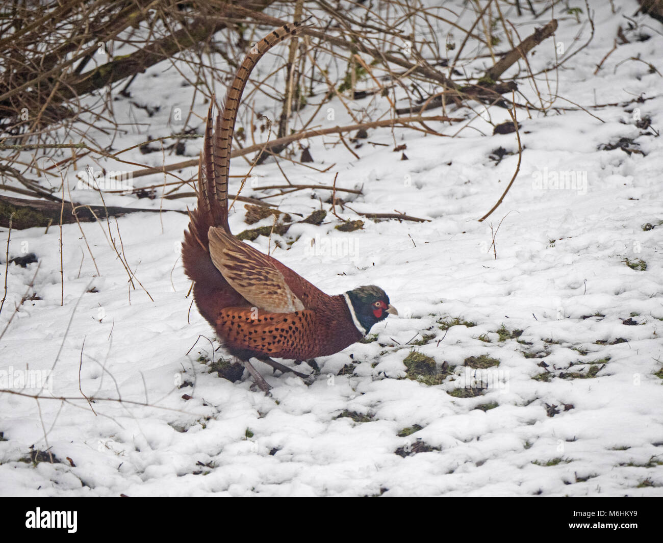 Male Pheasant Phasianus colchicus strange behaviour Stock Photo - Alamy