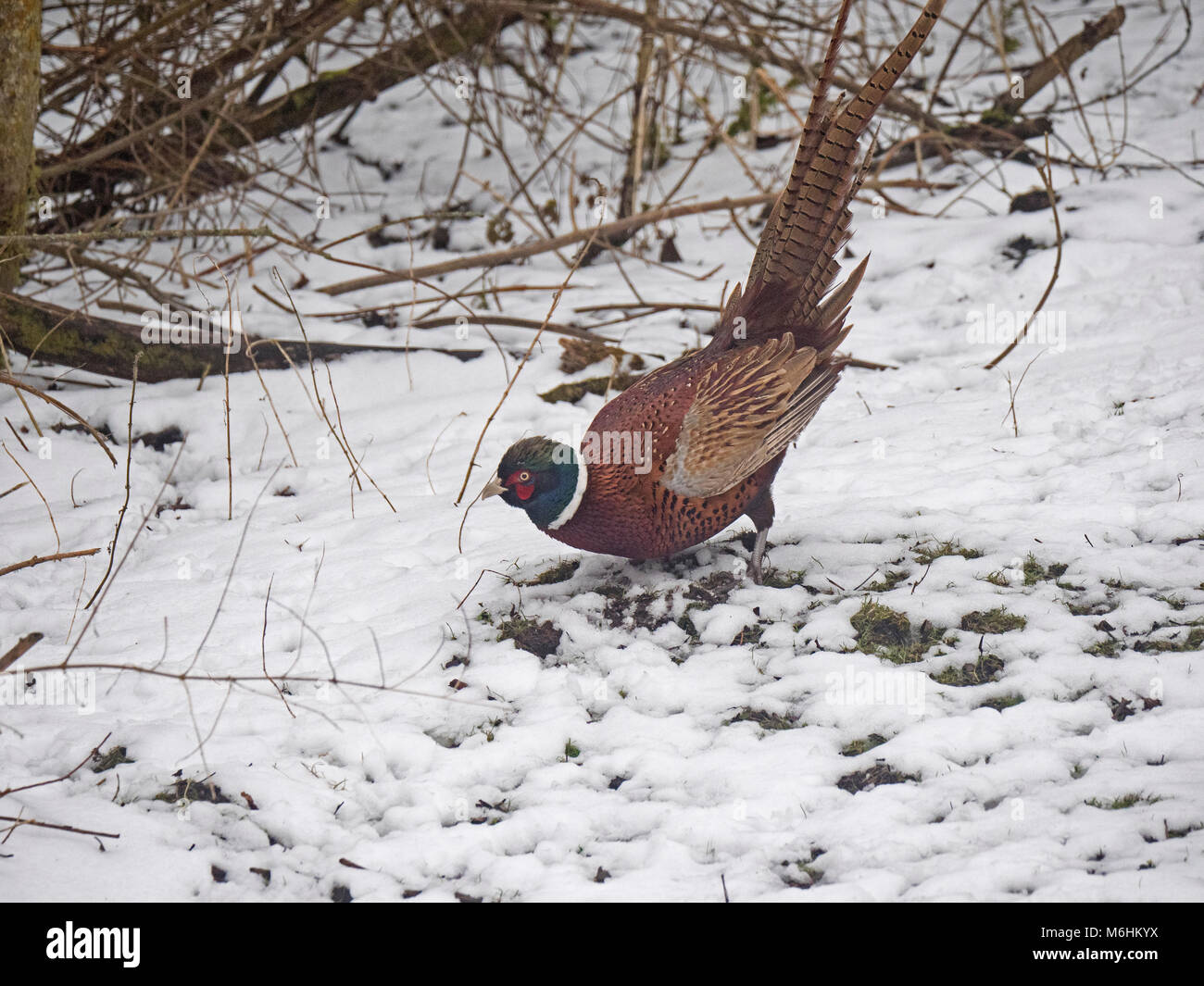 Male Pheasant Phasianus colchicus strange behaviour Stock Photo - Alamy
