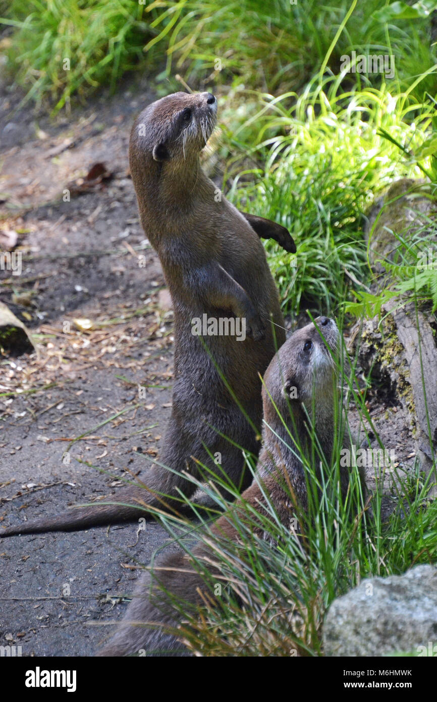 Otter standing on hind legs hi-res stock photography and images - Alamy