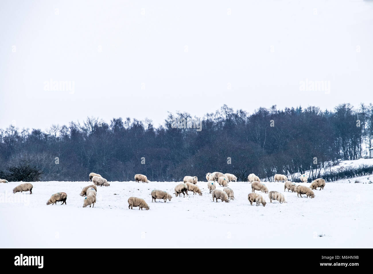 Field in snow farming hi-res stock photography and images - Alamy