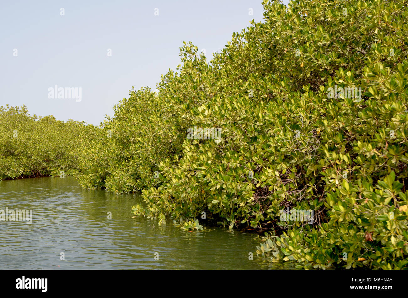 Mangrove forests in the Saloum river Delta area, Senegal, West Africa ...