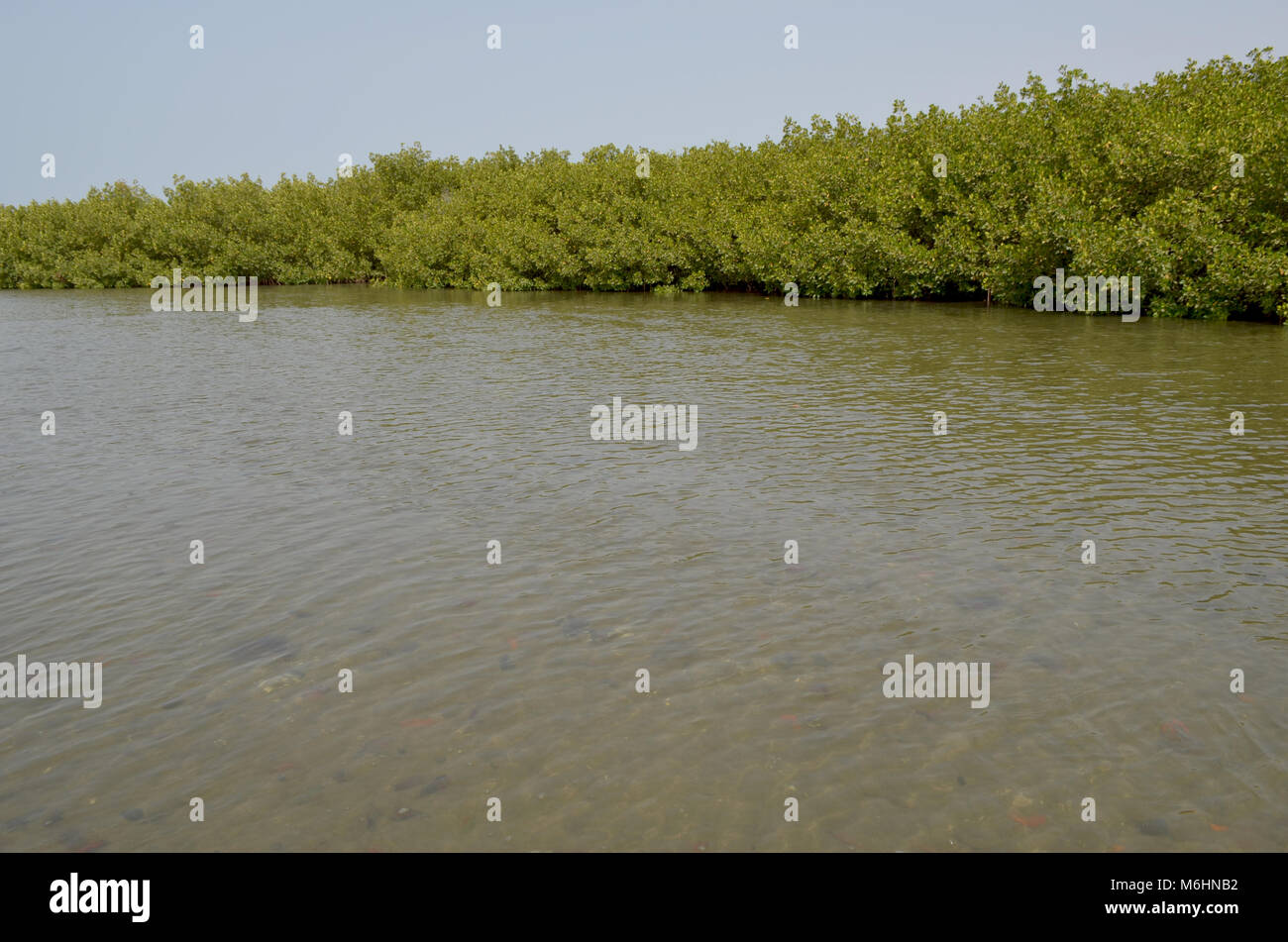 Mangrove forests in the Saloum river Delta area, Senegal, West Africa ...