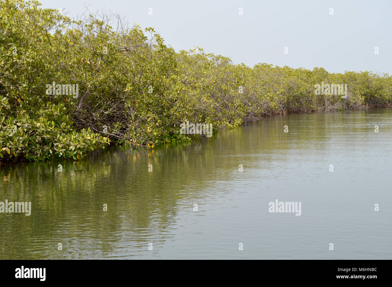 Mangrove forests in the Saloum river Delta area, Senegal, West Africa ...