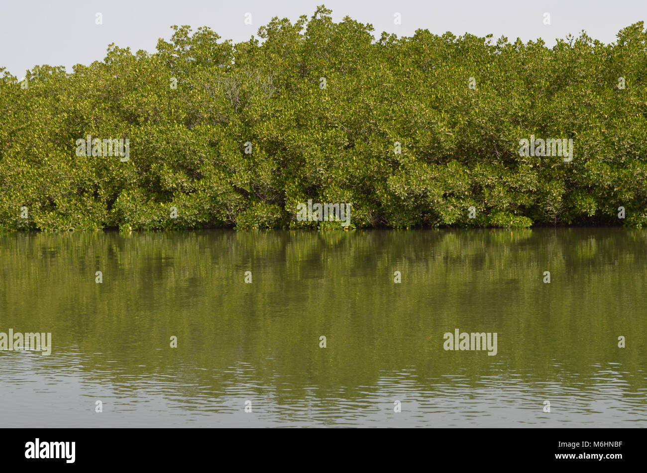 Mangrove forests in the Saloum river Delta area, Senegal, West Africa ...