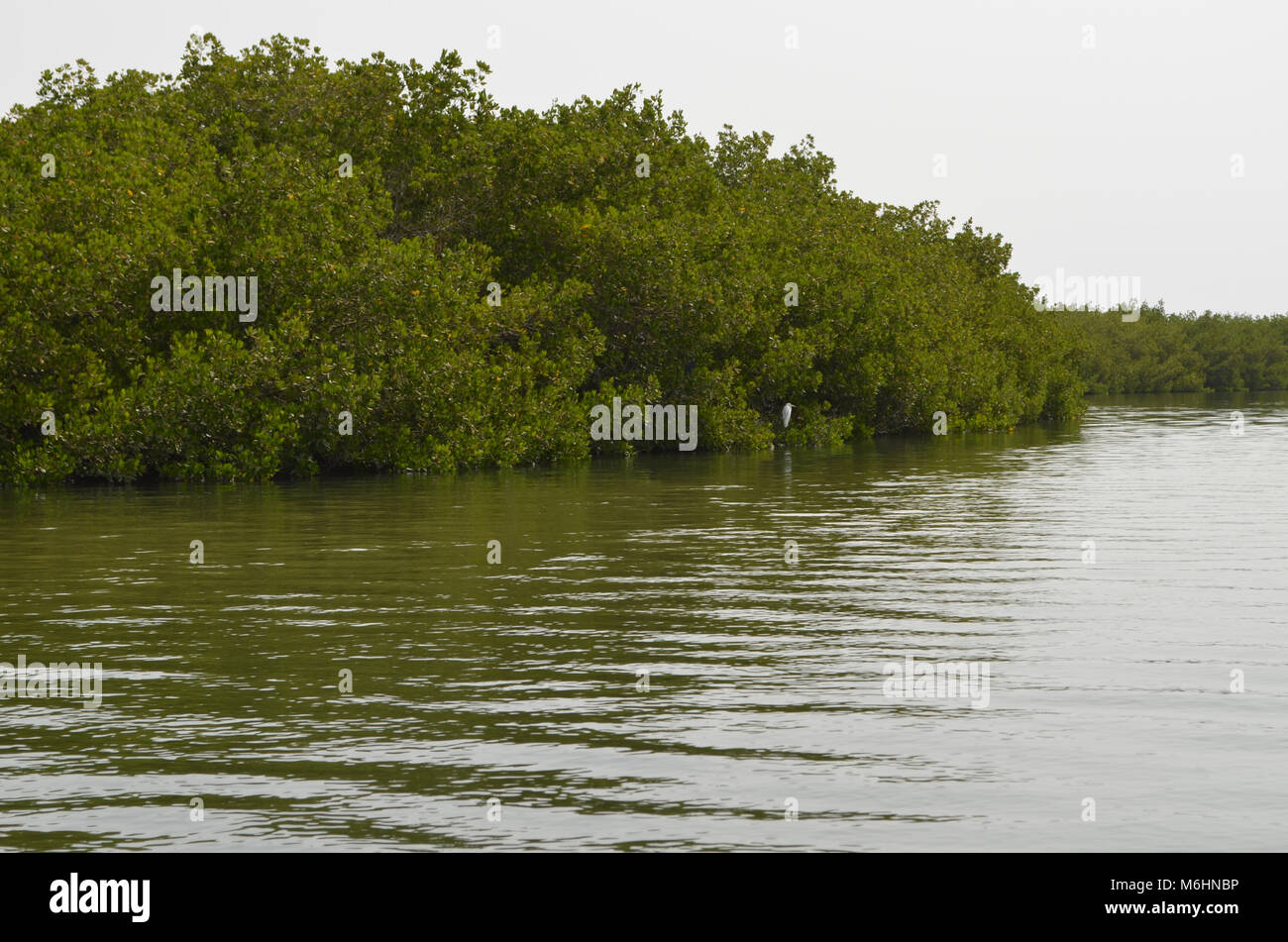 Mangrove forests in the Saloum river Delta area, Senegal, West Africa ...