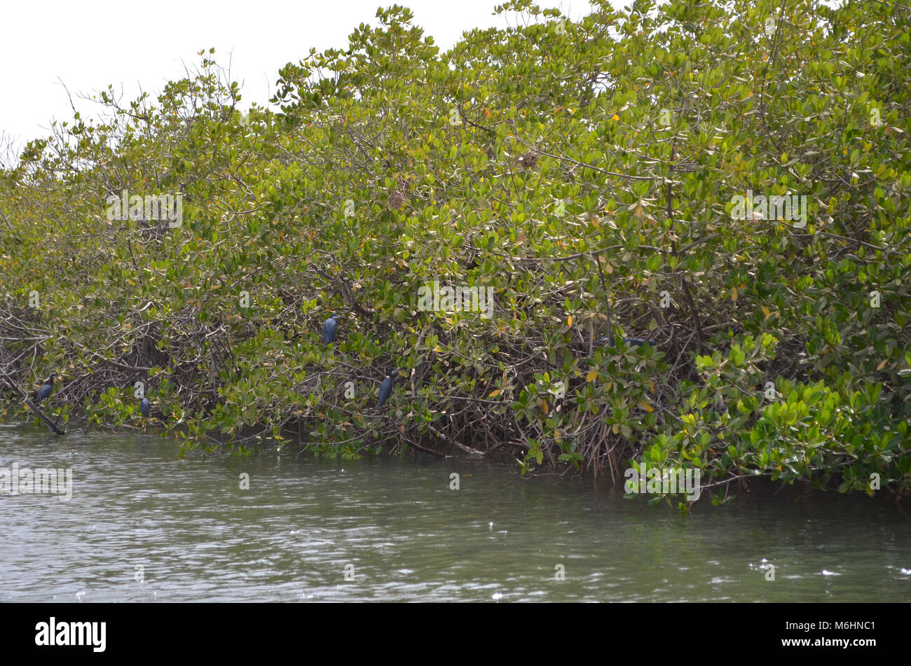 Mangrove forests in the Saloum river Delta area, Senegal, West Africa ...