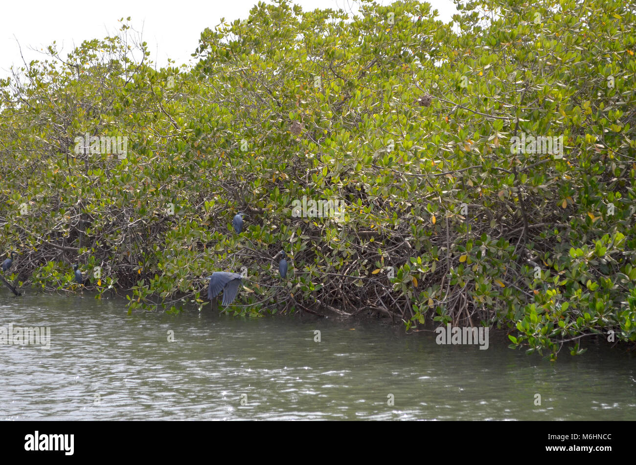 Mangrove forests in the Saloum river Delta area, Senegal, West Africa ...