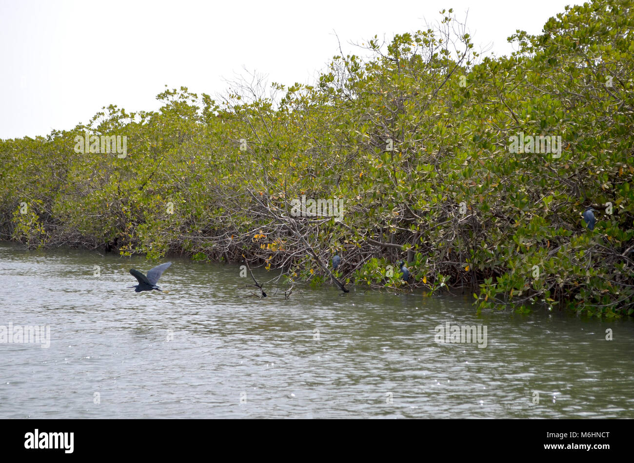 Mangrove forests in the Saloum river Delta area, Senegal, West Africa ...