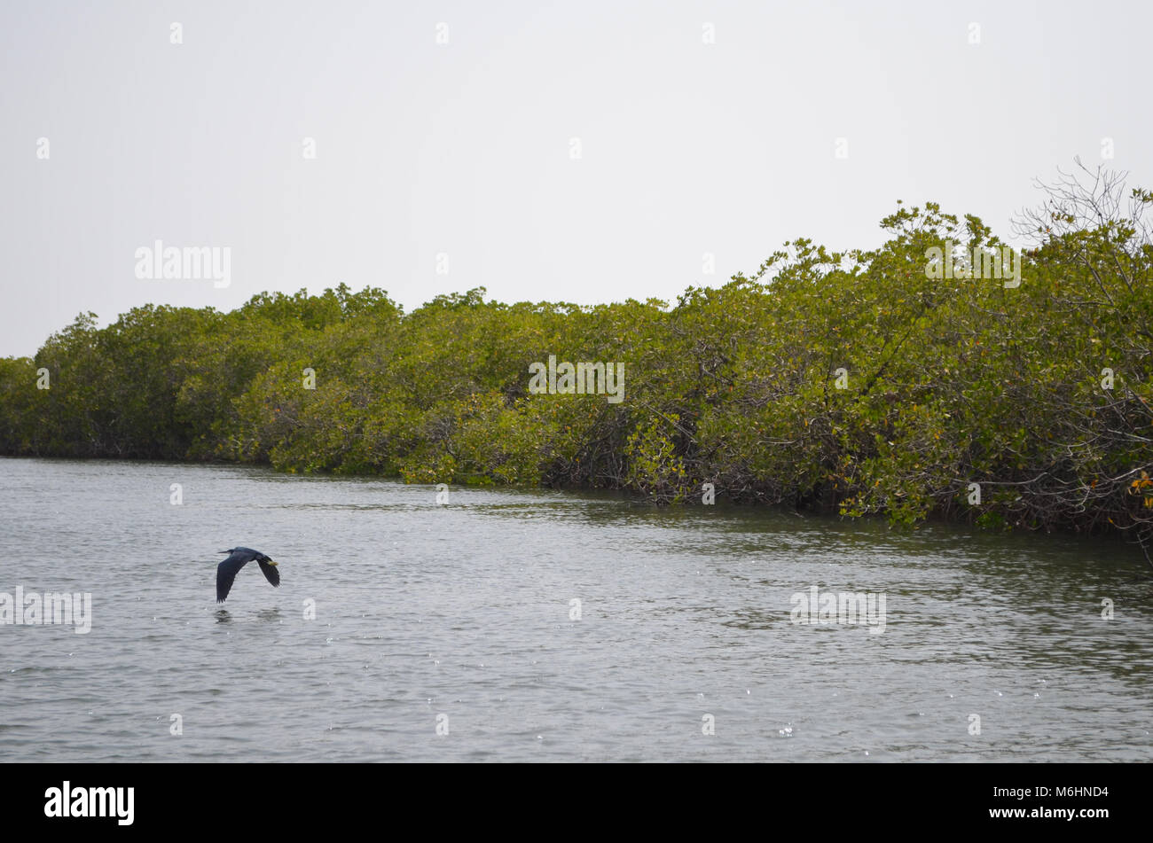 Mangrove forests in the Saloum river Delta area, Senegal, West Africa ...