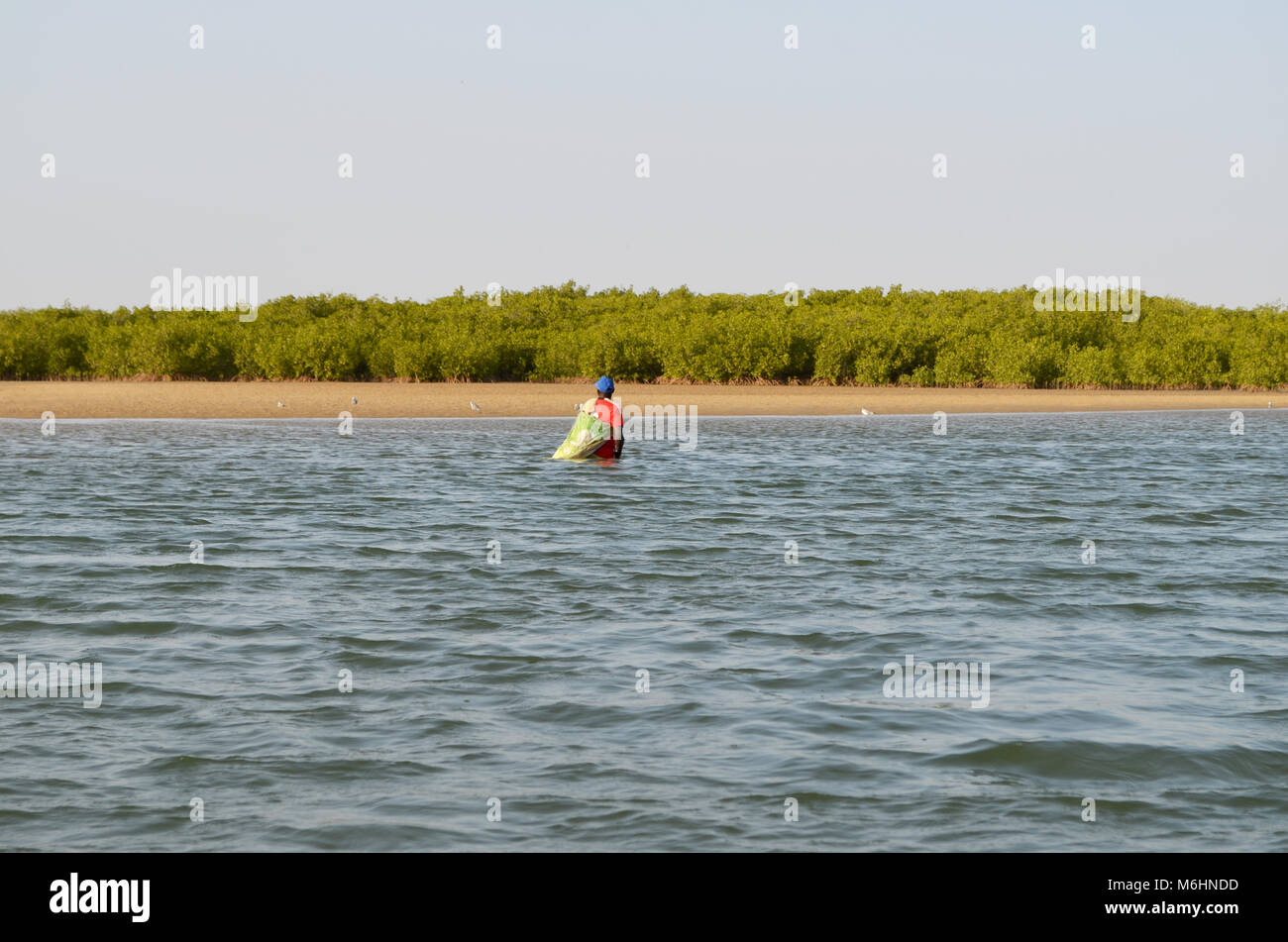 Mangrove forests in the Saloum river Delta area, Senegal, West Africa ...