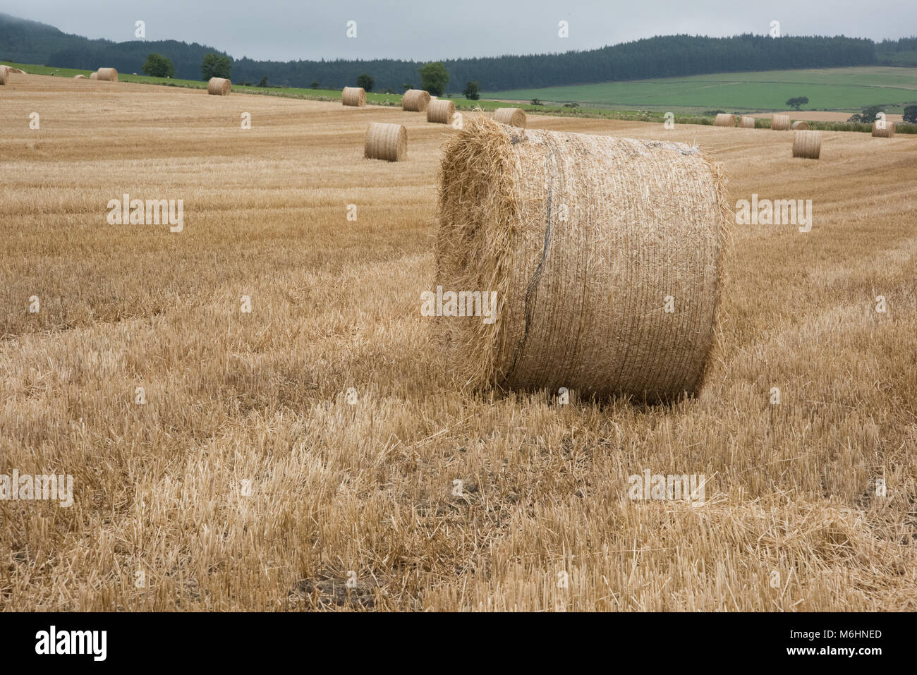 Bales of Hay Stock Photo - Alamy