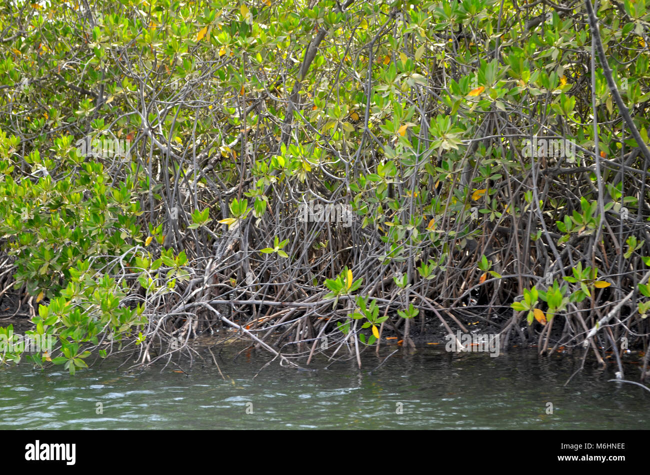 Mangrove forests in the Saloum river Delta area, Senegal, West Africa ...