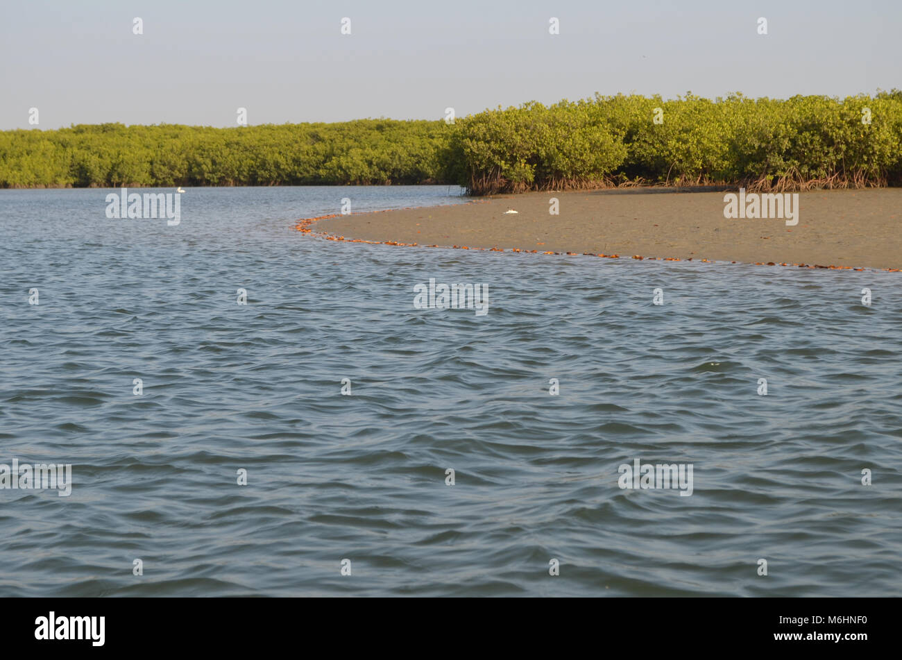 Mangrove forests in the Saloum river Delta area, Senegal, West Africa ...