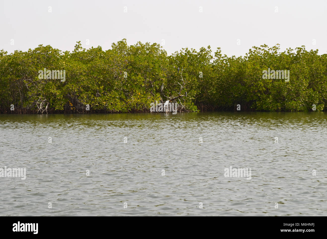 Mangrove forests in the Saloum river Delta area, Senegal, West Africa ...