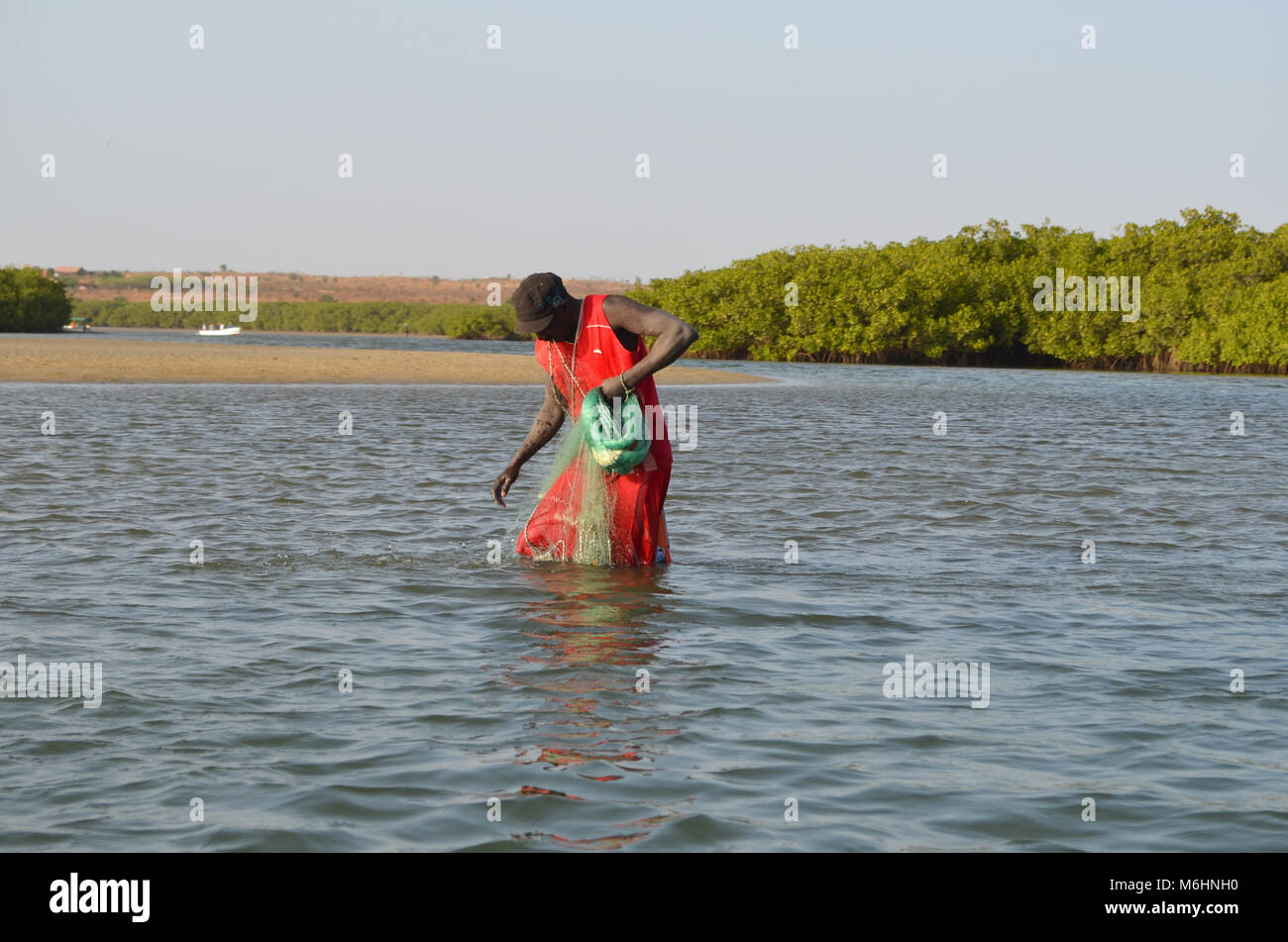 Mangrove forests in the Saloum river Delta area, Senegal, West Africa ...