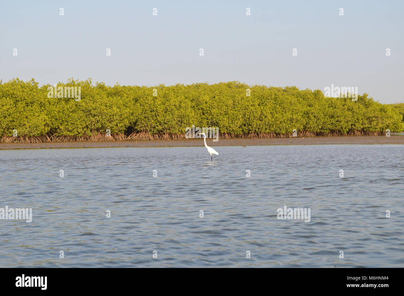 Mangrove forests in the Saloum river Delta area, Senegal, West Africa ...