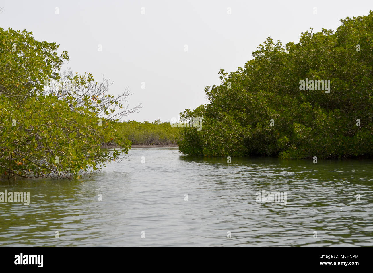 Mangrove forests in the Saloum river Delta area, Senegal, West Africa ...