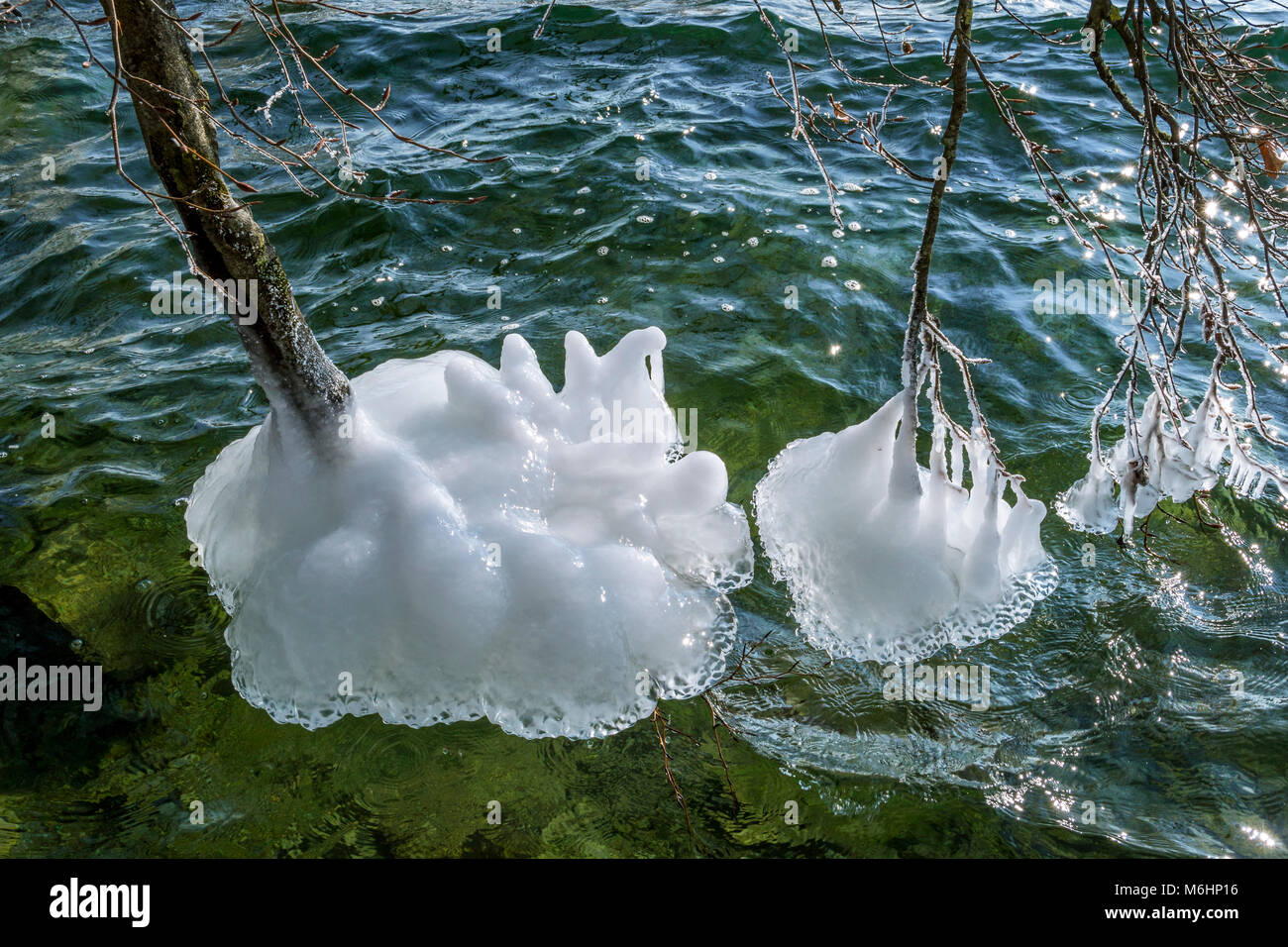 Ice formation on branches in winter at Lake Starnberg, Bavaria, Germany ...