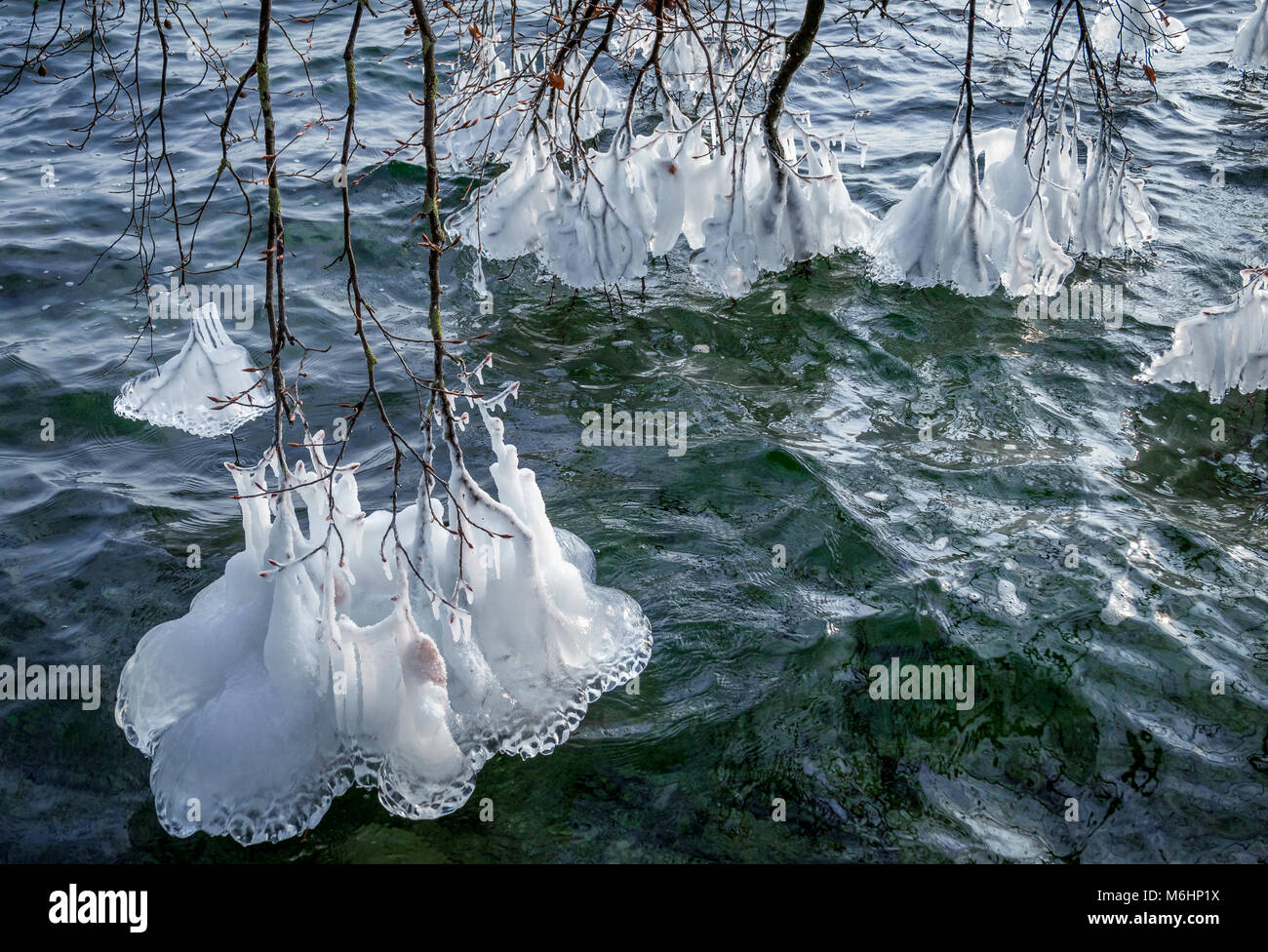 Ice formation on branches in winter at Lake Starnberg, Bavaria, Germany ...