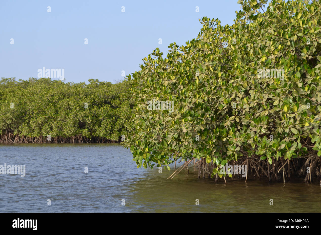 Mangrove forests in the Saloum river Delta area, Senegal, West Africa ...