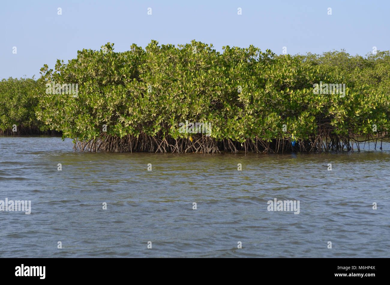Mangrove forests in the Saloum river Delta area, Senegal, West Africa ...