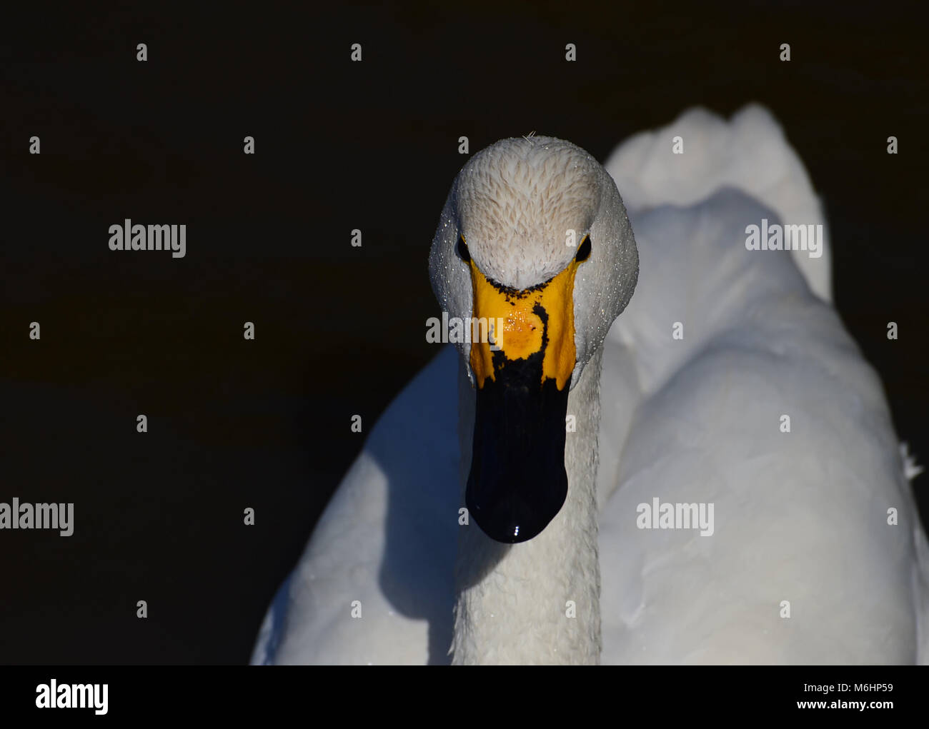 Bewick's Swan Cygnus columbianus face profile on water Stock Photo - Alamy