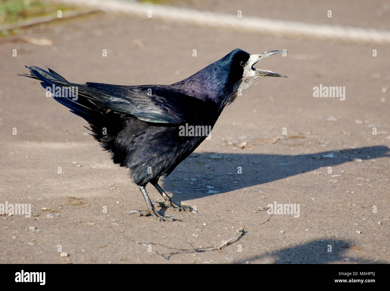 Rook in sunshine hi-res stock photography and images - Alamy