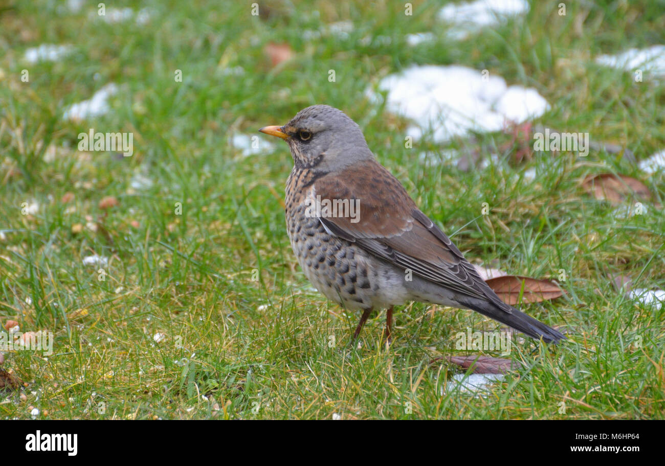 Fieldfare, a winter thrush, in the snow of the UK Stock Photo - Alamy