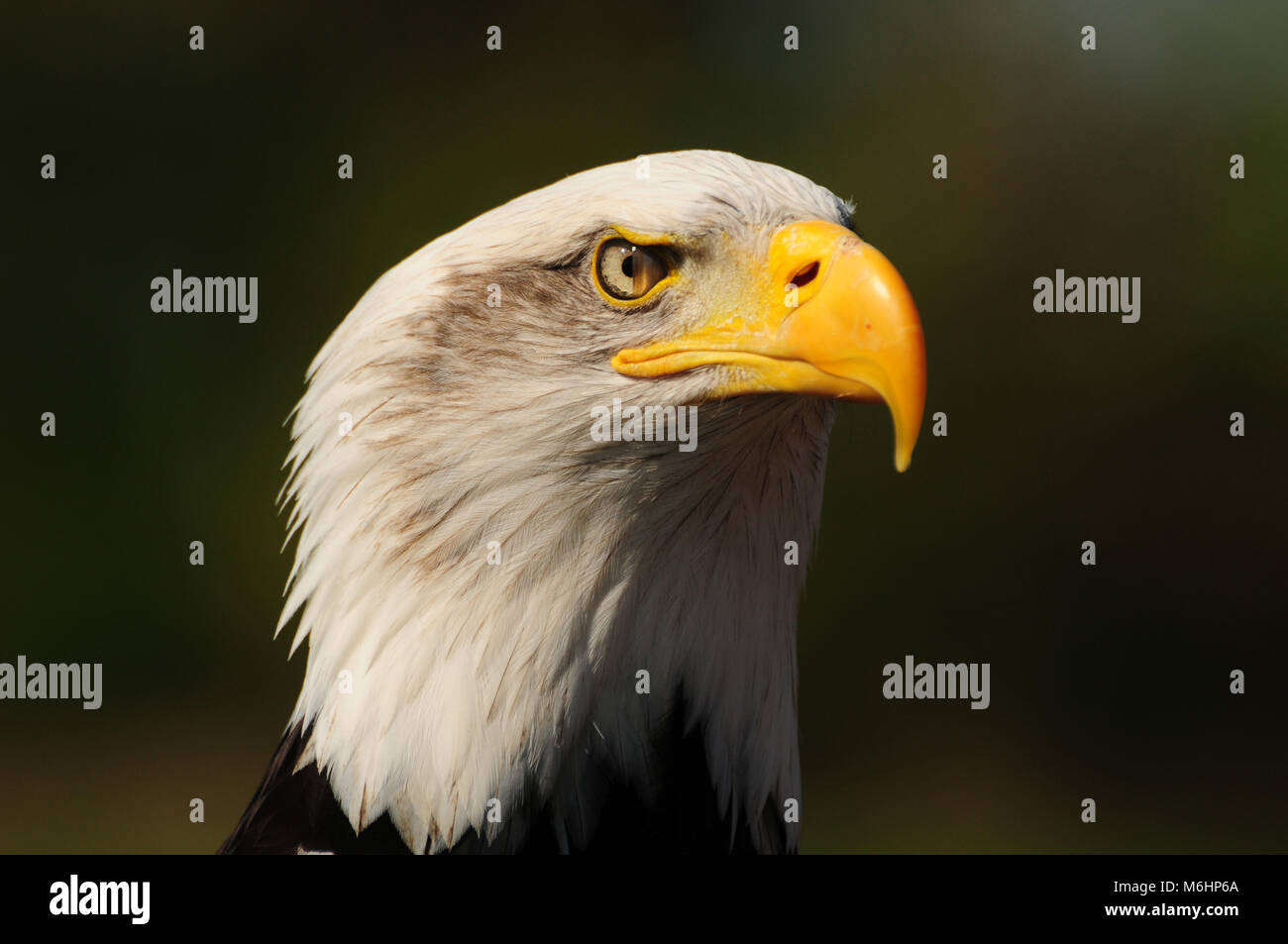 Bald eagle head profile hi-res stock photography and images - Alamy
