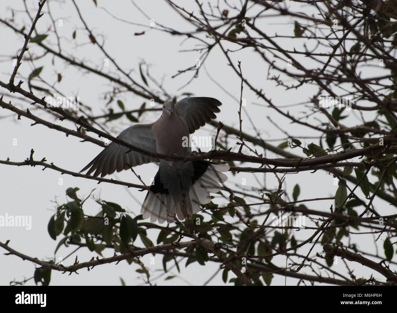 Flying dove uk hi-res stock photography and images - Alamy