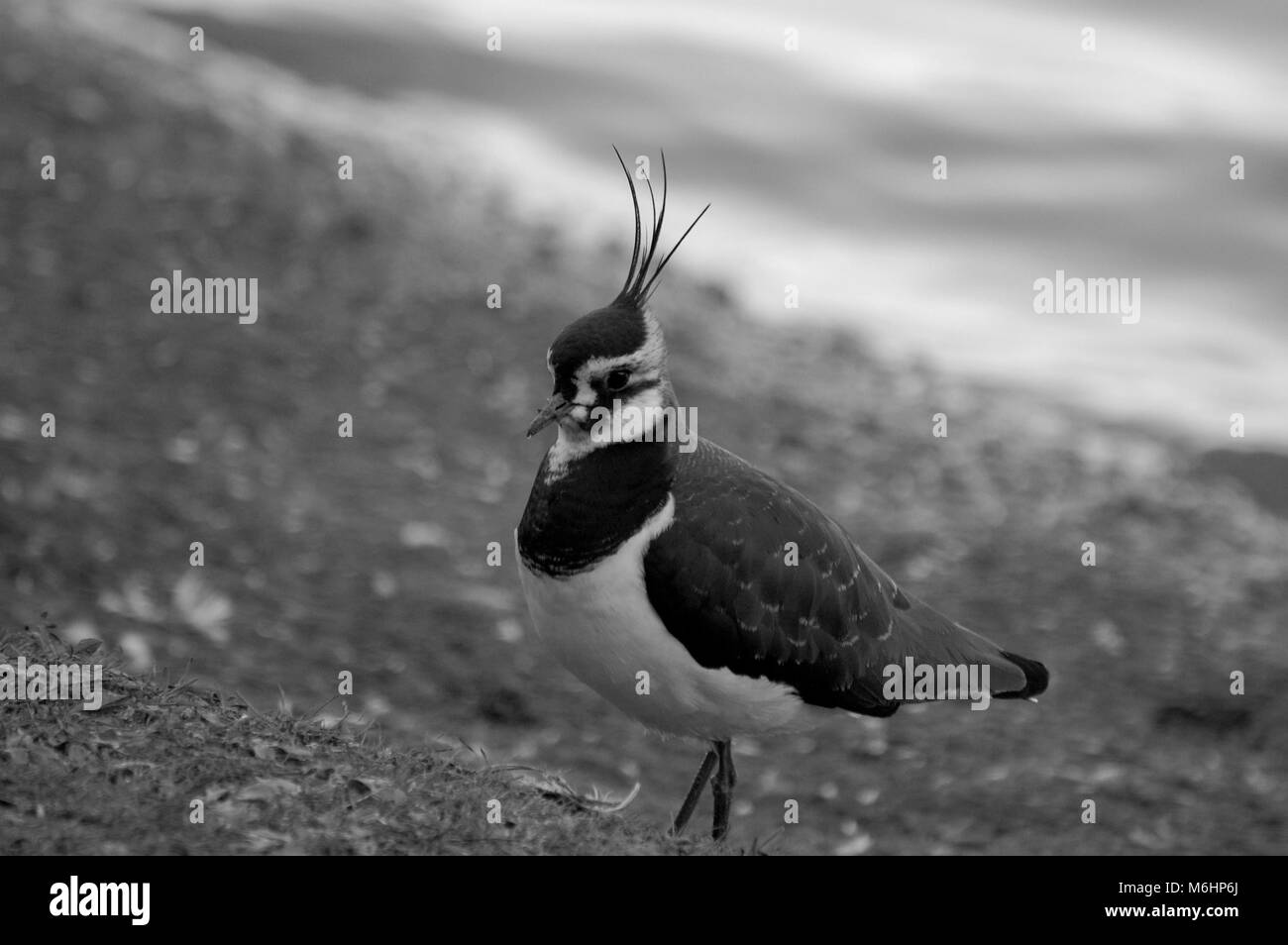 Lapwing uk Black and White Stock Photos & Images - Alamy