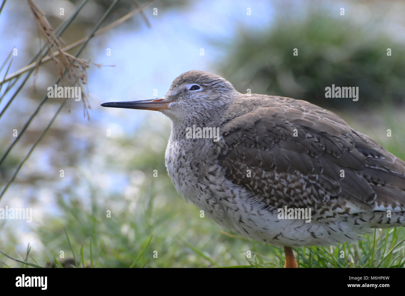 Wader bird with red legs hi-res stock photography and images - Alamy