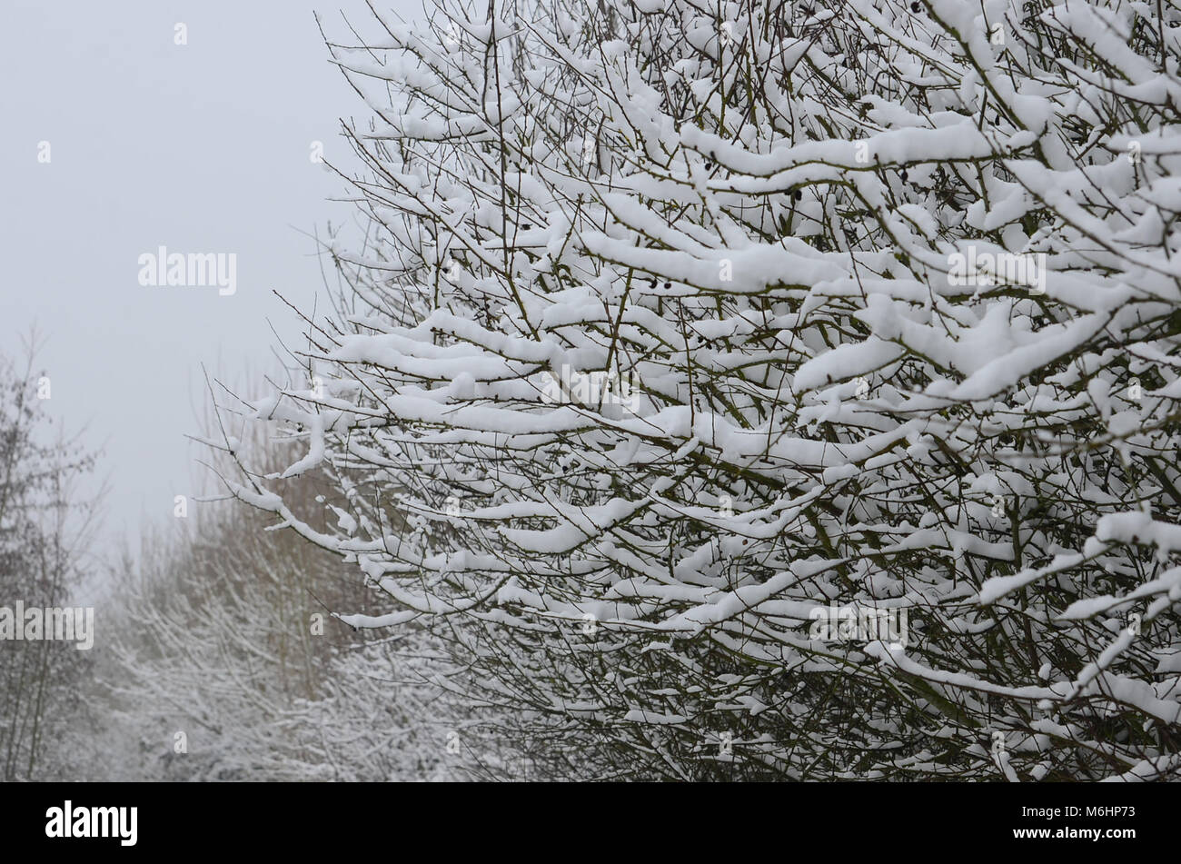 Woodland snow scene hi-res stock photography and images - Alamy