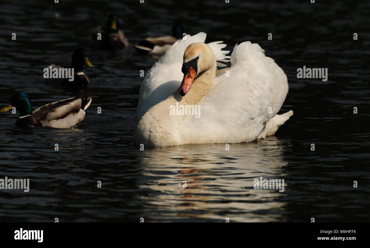 Swan by water hi-res stock photography and images - Alamy