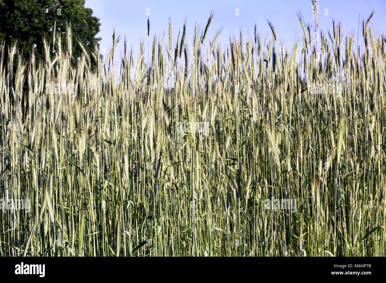 Ears grain ripen under sunlight hi-res stock photography and images - Alamy