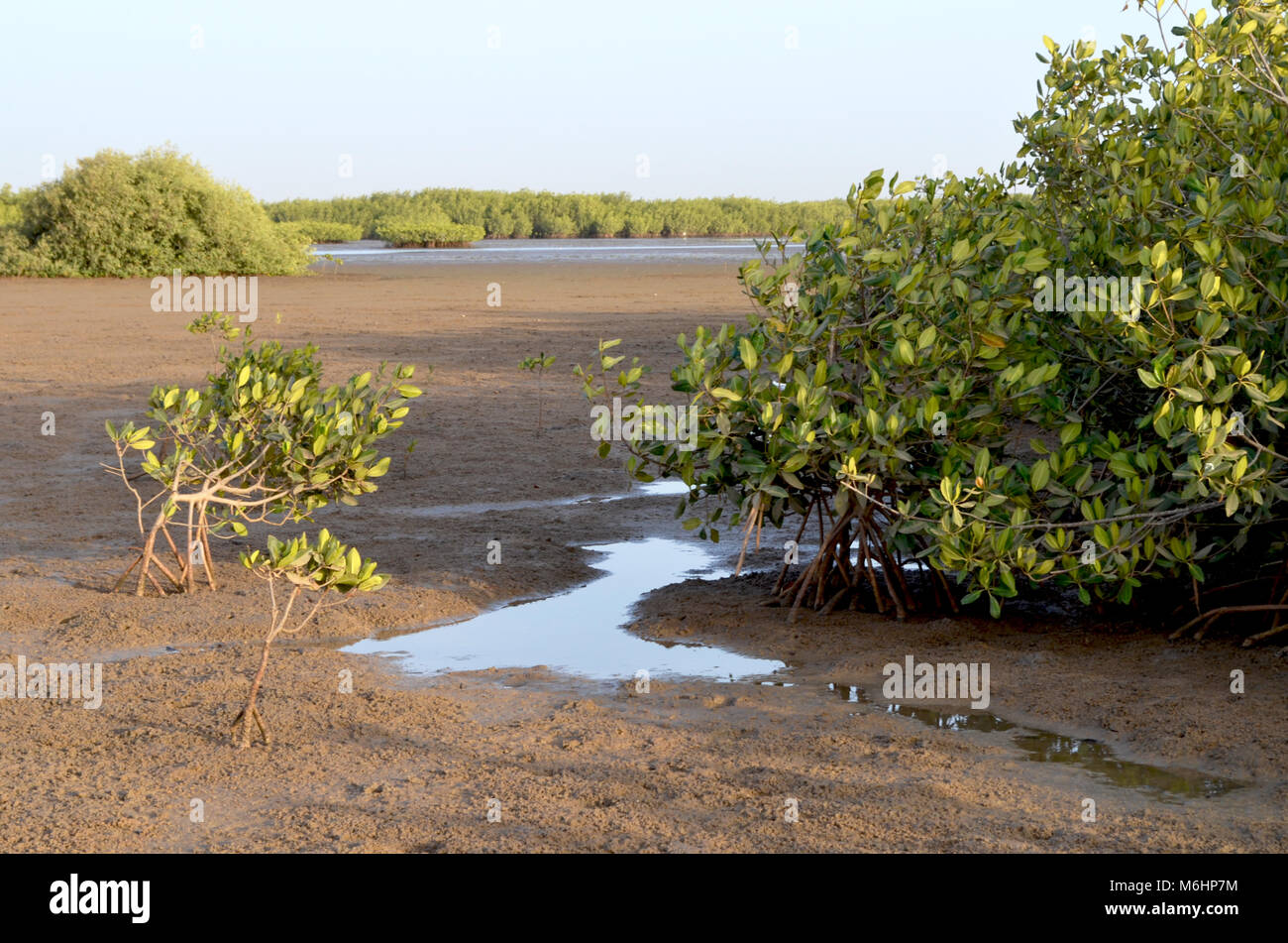 Mangrove forests in the Saloum river Delta area, Senegal, West Africa ...