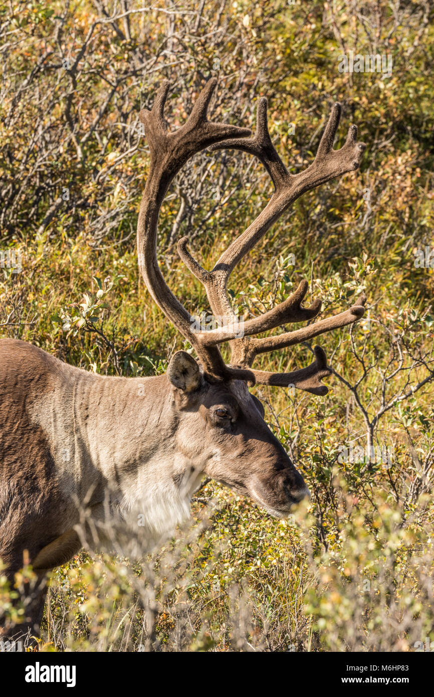 Barren Ground Caribou Bull Stock Photo - Alamy