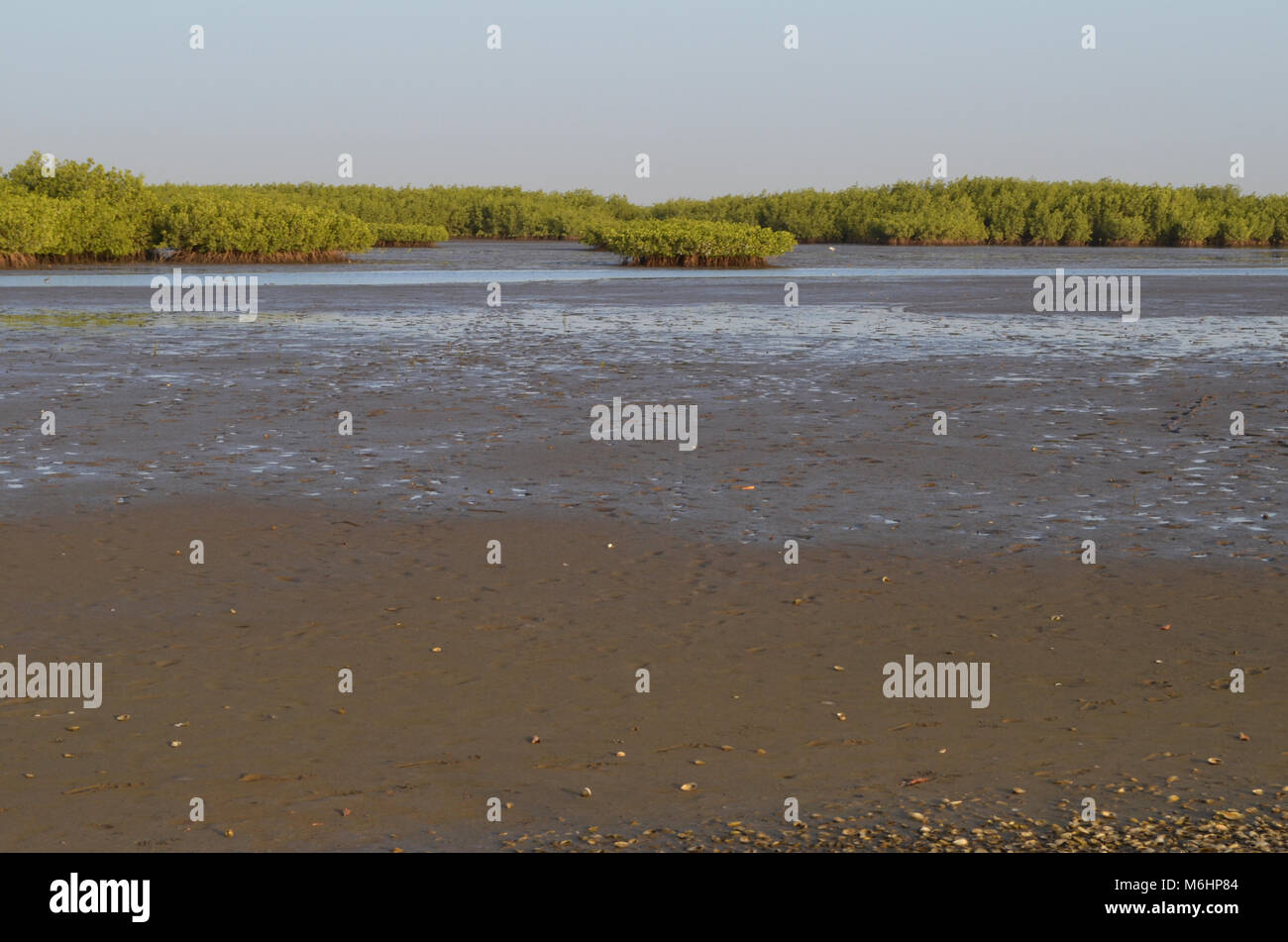 Mangrove forests in the Saloum river Delta area, Senegal, West Africa ...